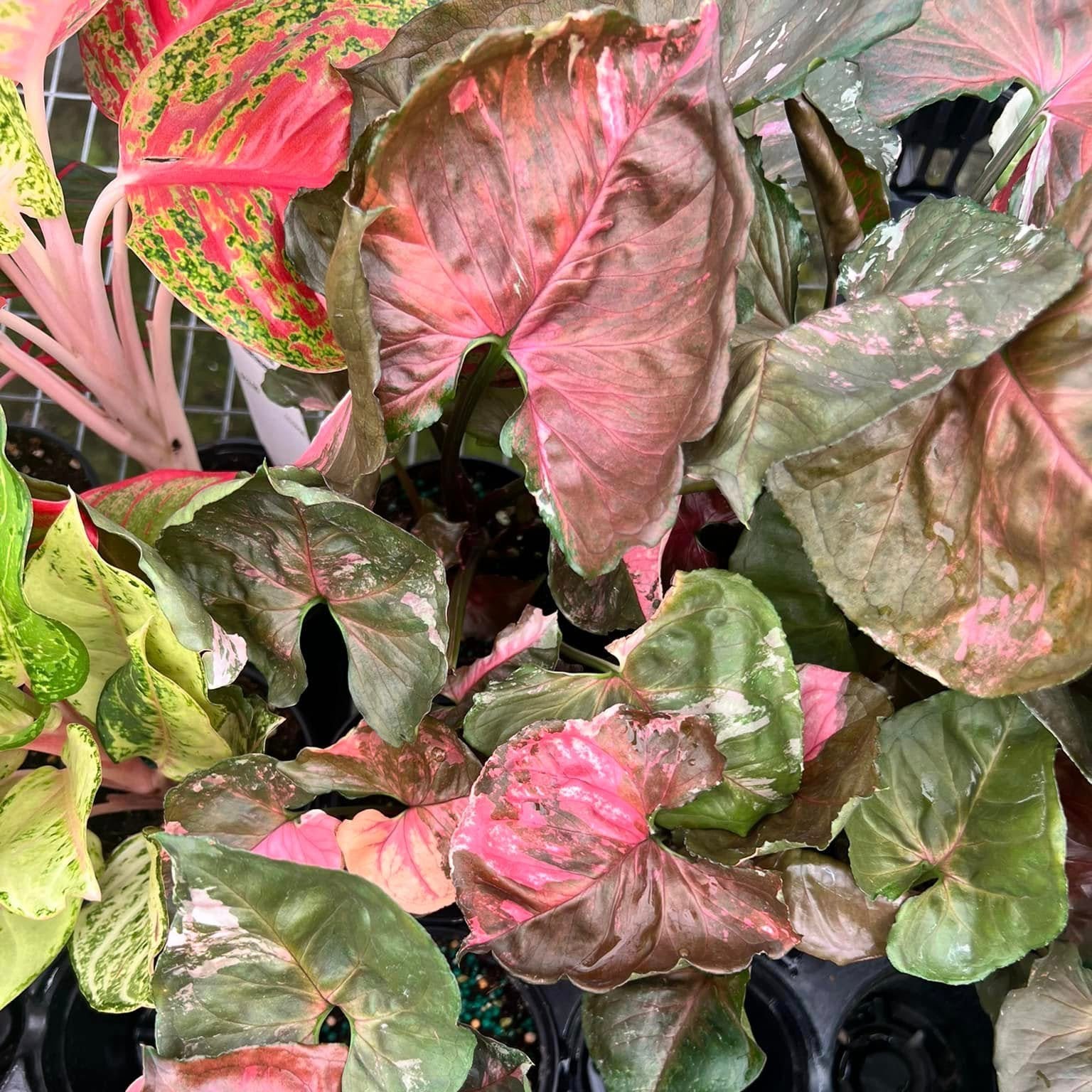 Colorful Plants at Jenisprouts