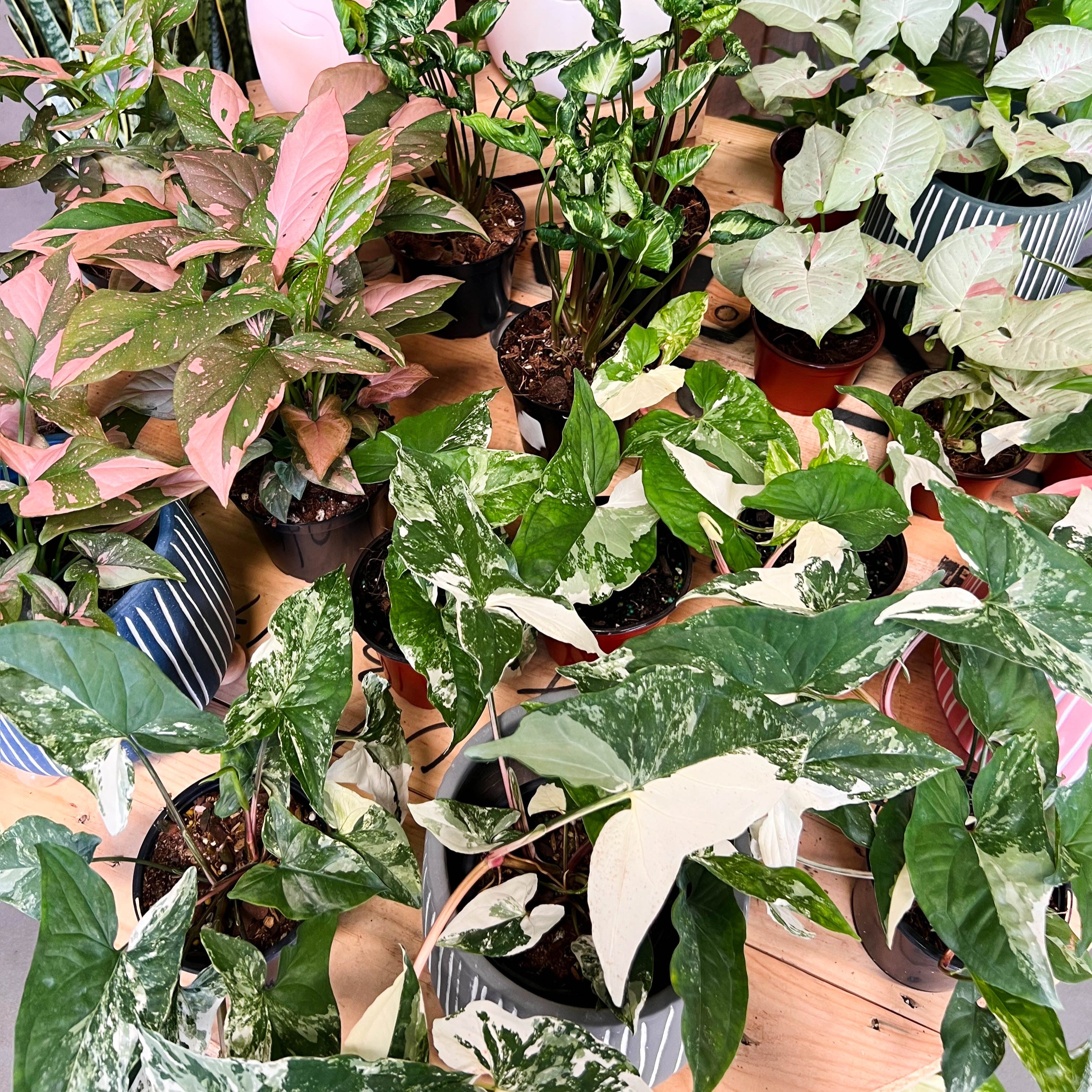 Variegated Plants – Jenisprouts