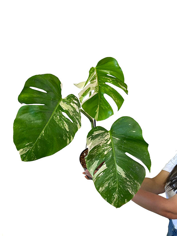 Monstera's Plants – Jenisprouts