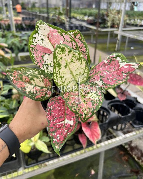 What's New – Jenisprouts