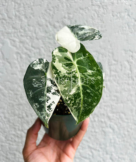 Variegated Plants – Jenisprouts