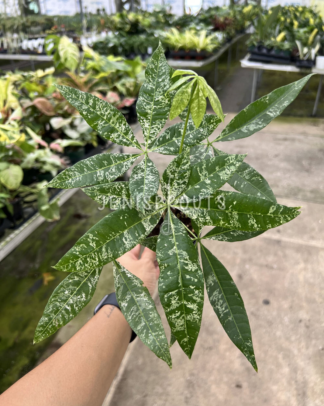 Jenisprouts - Online Plant Store