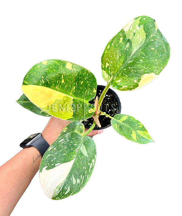 Philodendron Congo Nuclear at Jenisprouts